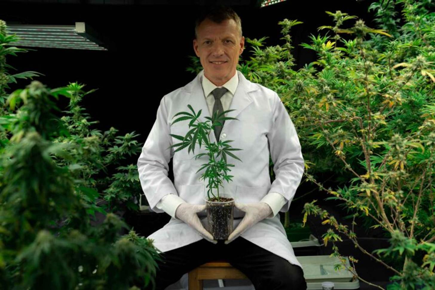 False Equivalence: The Case For Treating Marijuana Differently Than Alcohol